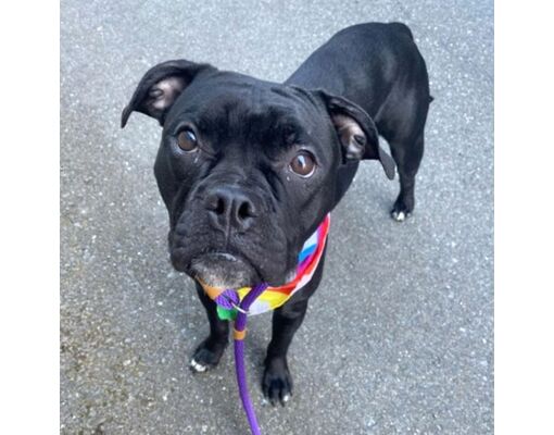 Seattle, WA - Boxer/Mixed Breed (Medium). Meet Grace a Pet for Adoption ...