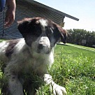 Collie Puppies - Collie Rescue and Adoption Near You