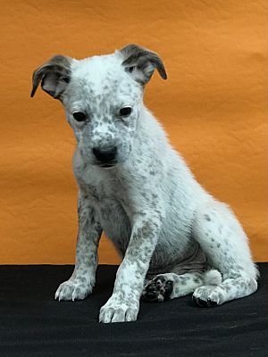 Magnolia, OH - Blue Heeler/Boxer. Meet Cloudburst a Pet for Adoption ...