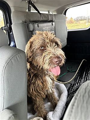 Georgetown, KY - German Wirehaired Pointer/Irish Wolfhound. Meet Moose ...