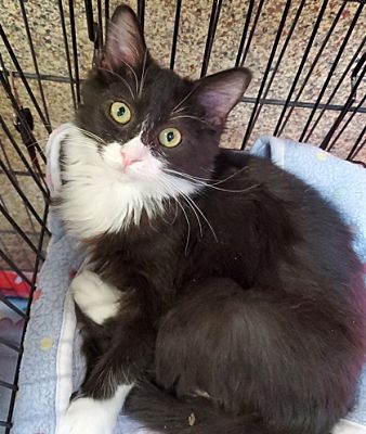 Merriam, KS - Domestic Longhair. Meet Mary Beth a Pet for Adoption ...