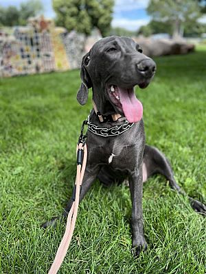 Colorado Springs, CO - Weimaraner. Meet Alice a Pet for Adoption ...