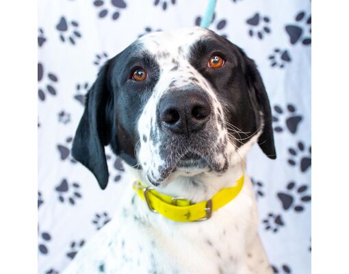 Idaho Falls, ID - Bluetick Coonhound/German Shorthaired Pointer. Meet ...