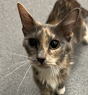 Sheboygan, WI - Domestic Shorthair. Meet Willow a Pet for Adoption ...