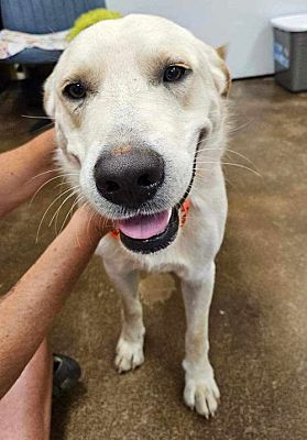 Minneapolis, MN - Labrador Retriever. Meet Merlin a Pet for Adoption ...