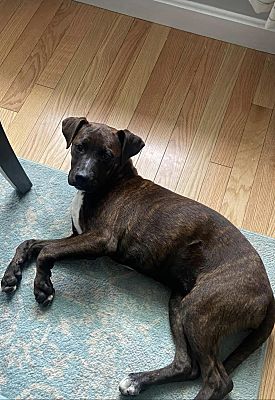Warwick, RI - Mountain Cur/Shepherd (Unknown Type). Meet Anna Houde a ...