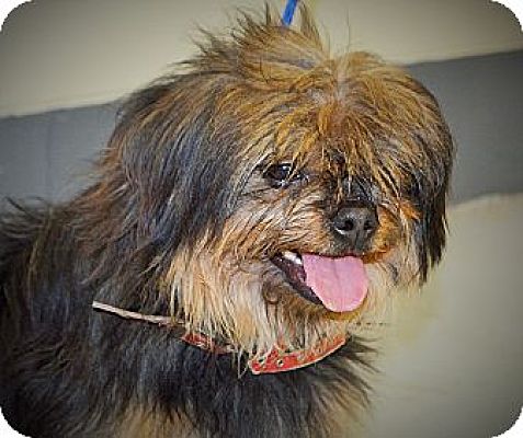 Memphis, TN - Pekingese/Yorkie, Yorkshire Terrier. Meet Bo a Pet for ...