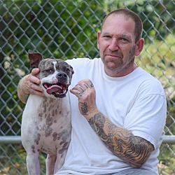 Dallas, GA - American Bulldog/Pit Bull Terrier. Meet Buddy/Gweeb a Pet ...