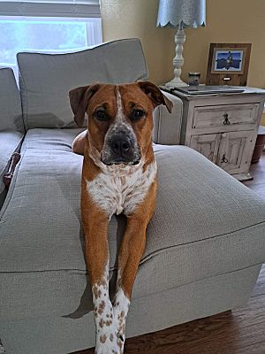 Bear, DE - Australian Cattle Dog/American Bulldog. Meet Nova a Pet for ...