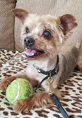 St. Clair Shores, MI - Yorkie, Yorkshire Terrier. Meet Louie a Pet for ...
