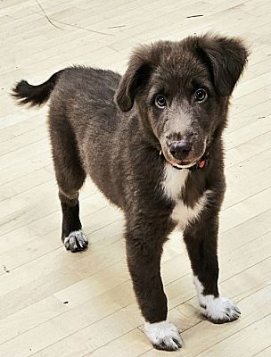 Sussex, NJ - Sheltie, Shetland Sheepdog/Great Pyrenees. Meet PUPPY ...
