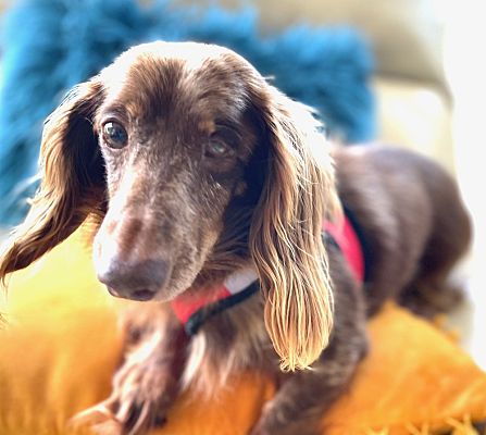 Greensboro, NC - Dachshund. Meet Mr Peabody a Pet for Adoption ...