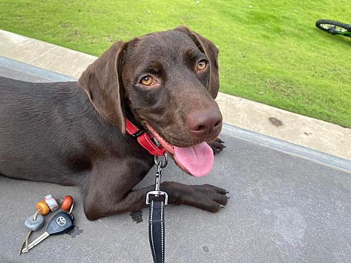 Atlanta, GA - German Shorthaired Pointer/Boykin Spaniel. Meet Duckett a ...