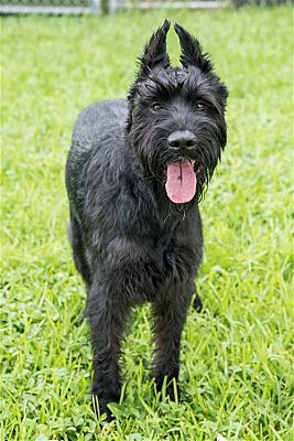 Miami, FL - Standard Schnauzer. Meet Harley a Pet for Adoption ...