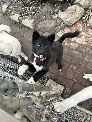 Brunswick, OH - Siberian Husky/Samoyed. Meet Freyja a Pet for Adoption ...
