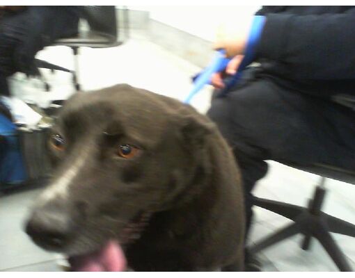 Charlotte, NC - Labrador Retriever. Meet DAX a Pet for Adoption ...