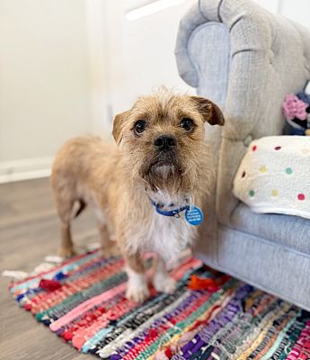 Portland, OR - Border Terrier. Meet Bobby Beau a Pet for Adoption ...