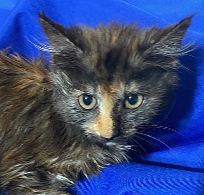 Philadelphia, PA - Maine Coon. Meet Rainbow a Pet for Adoption ...