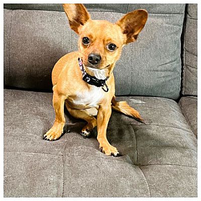 Eustis, FL - Chiweenie. Meet Winston a Pet for Adoption - AdoptaPet.com