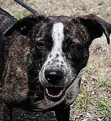 Cincinnati, OH - Mountain Cur/Plott Hound. Meet Harper a Pet for ...