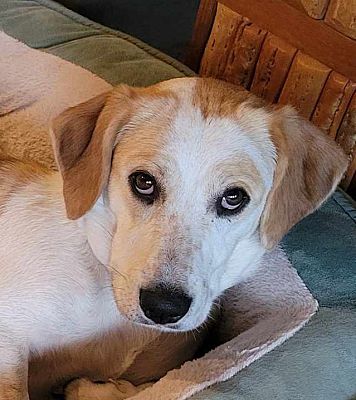 Edgar, WI - Basset Hound/Labrador Retriever. Meet Joy a Pet for ...