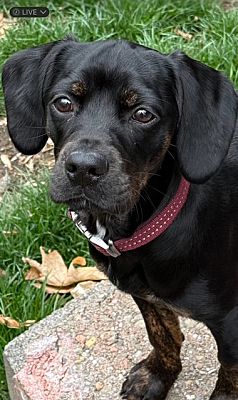 Bellevile, NJ - Cocker Spaniel/Boston Terrier. Meet Irmal Winter ...