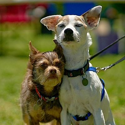 Flower Mound, TX - Yorkie, Yorkshire Terrier/Wirehaired Fox Terrier ...