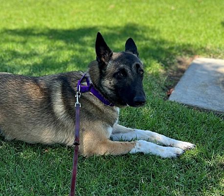 El Cajon, CA - Shepherd (Unknown Type). Meet Rocket a Pet for Adoption ...