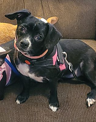 Hayden, AL - Chihuahua/Dachshund. Meet Sissy Prissy a Pet for Adoption ...