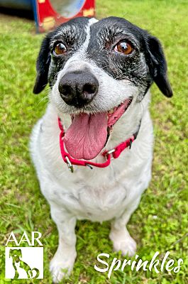 Magnolia, TX - Jack Russell Terrier/Pointer. Meet Sprinkles a Pet for ...