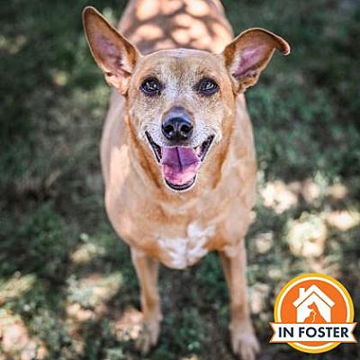 Merriam, KS - Miniature Pinscher. Meet Mr. Peanut a Pet for Adoption ...