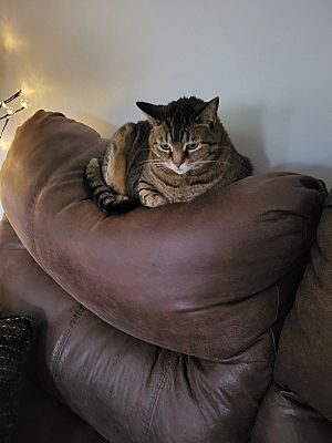 Springfield, OH - Calico. Meet Jesse a Pet for Adoption - AdoptaPet.com