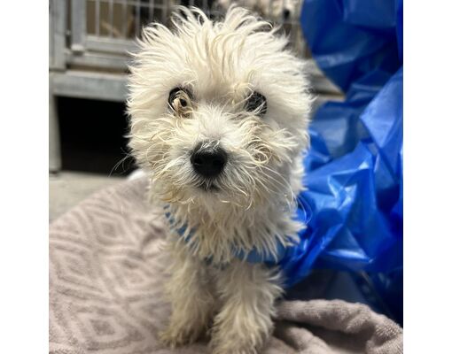 Henderson, NV - Maltese/Mixed Breed (Medium). Meet HACC-Stray-ha109 a ...