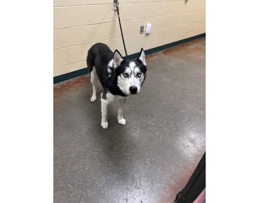 Independence, MO - Husky. Meet Steele a Pet for Adoption - AdoptaPet.com