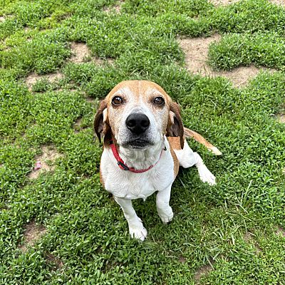 Hornell, NY - Beagle. Meet Bubba a Pet for Adoption - AdoptaPet.com