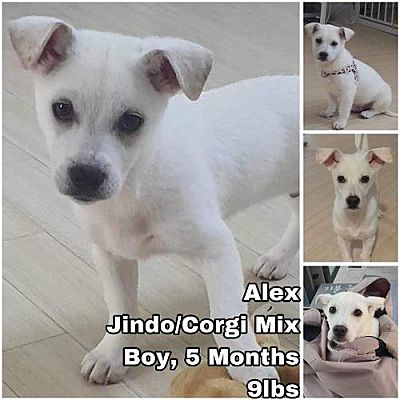 Seattle, WA - Corgi/Jindo. Meet Alex from Korea a Pet for Adoption ...