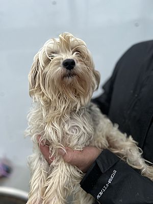 Hoffman Estates, IL - Yorkie, Yorkshire Terrier. Meet Amy a Pet for ...