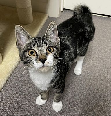 Sterling Heights, MI - Domestic Shorthair. Meet Ruby Ringtail a Pet for ...