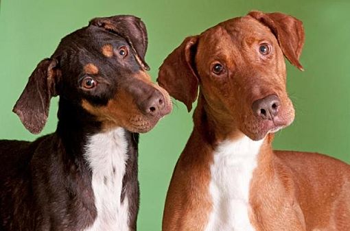 Chicago, IL - Doberman Pinscher/Vizsla. Meet Gadget*ADOPTED!* a Pet for ...