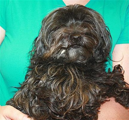 Ripley, WV - Yorkie, Yorkshire Terrier/Poodle (Miniature). Meet Sophie ...