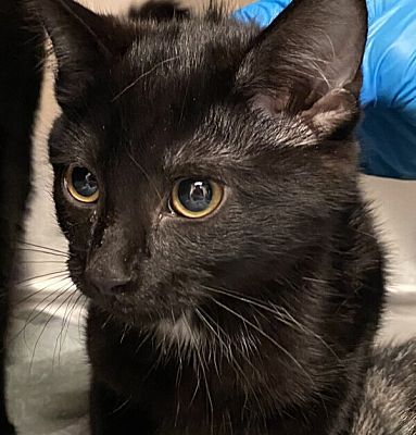 Raleigh, NC - Domestic Shorthair. Meet Queenie a Pet for Adoption ...