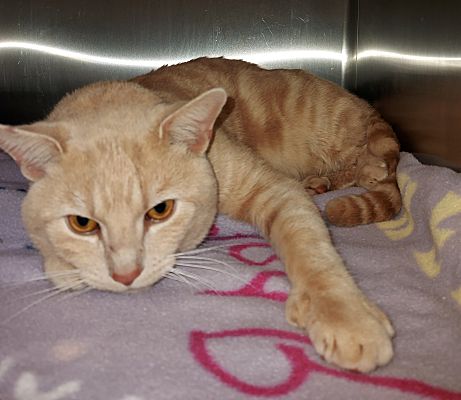 Lake Waynoka, OH - Hemingway/Polydactyl. Meet HEMI II a Pet for ...