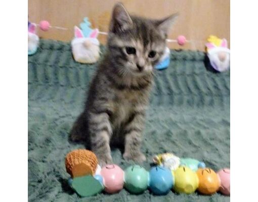 Lantana, TX - Domestic Shorthair. Meet Aliyah a Pet for Adoption ...