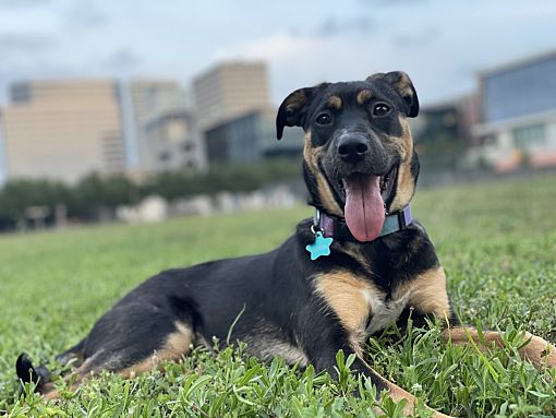 Houston, TX - Rottweiler/German Shepherd Dog. Meet Kiwi a Pet for ...