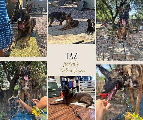 Imlay City, MI - Belgian Malinois. Meet Tazman “Taz” [fka Maverick ...