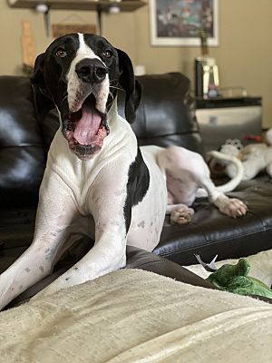 Adairsville, GA - Great Dane. Meet Mila a Pet for Adoption - AdoptaPet.com