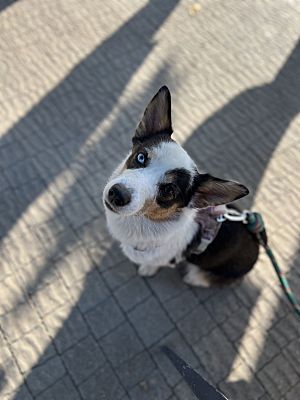 Denver, CO - Corgi/Australian Shepherd. Meet Scarlett a Pet for ...