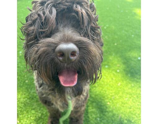 Warwick, RI - Labrador Retriever/Schnoodle. Meet Chai a Pet for ...