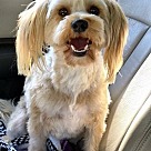 Maltere Puppies - Maltese Rescue and Adoption Near You