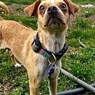 Pug Puppies - Pug Rescue and Adoption Near You